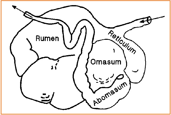 BIOLOGI GONZAGA: UJIAN PENCERNAAN
