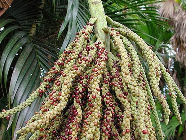 Flora de Puerto Rico Ilustrada Papo Vives: ARECACEAE CALYPTRONOMA ...