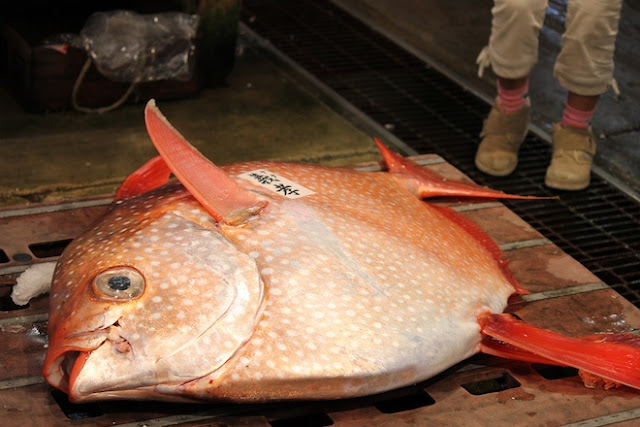 Filipino caught a giant moon fish