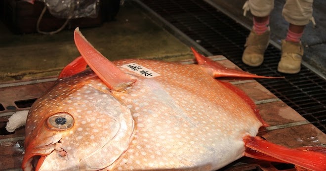 Filipino caught a giant moon fish | The Planet Today News From The World.