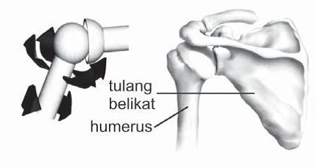 Proses Pembentukan Sendi, Jenis-Jenis Persendian dan Hubungan Antar ...