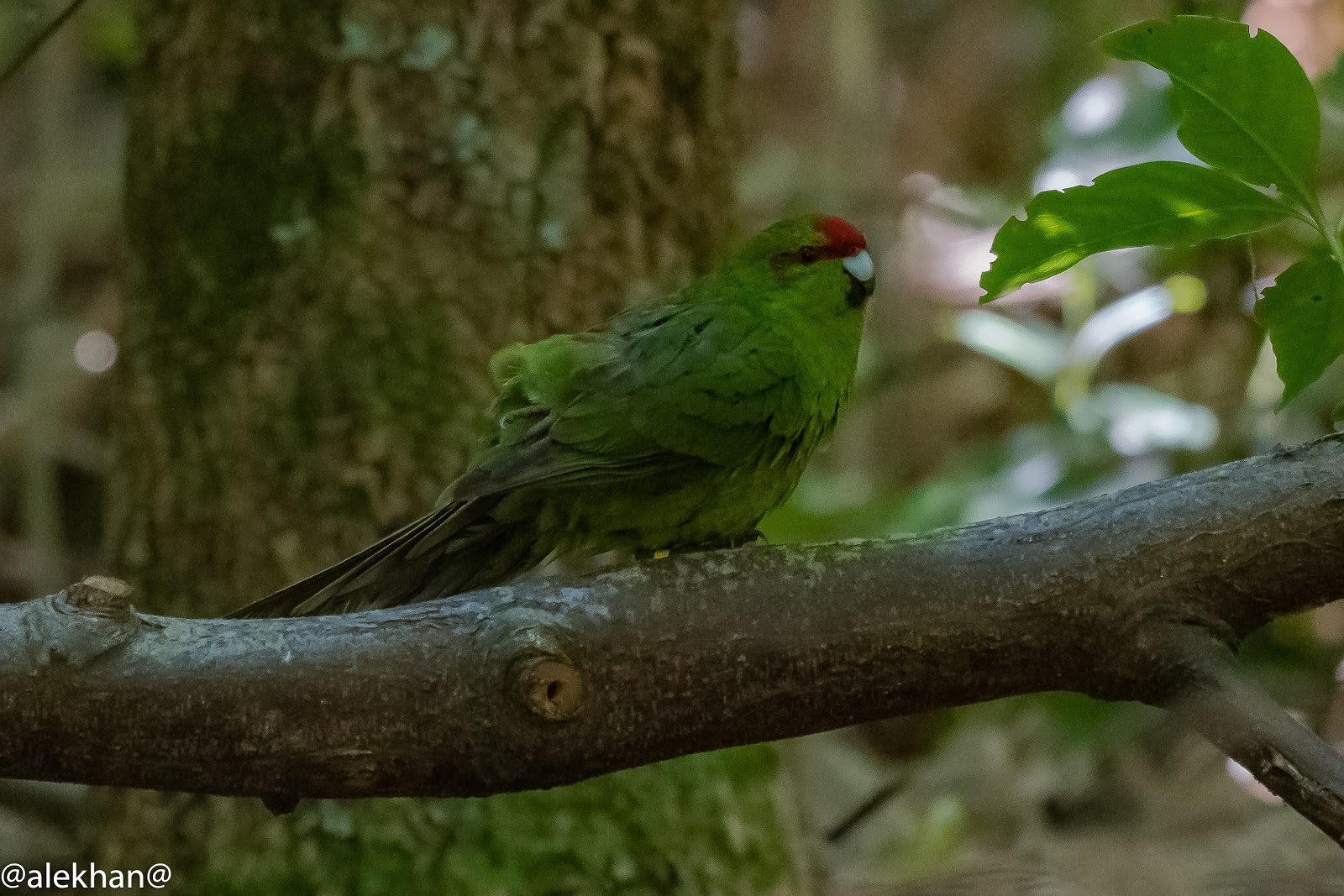 Pájaros, Pajarracos: Perico maorí cabecirrojo (Red-fronted Parakeet)