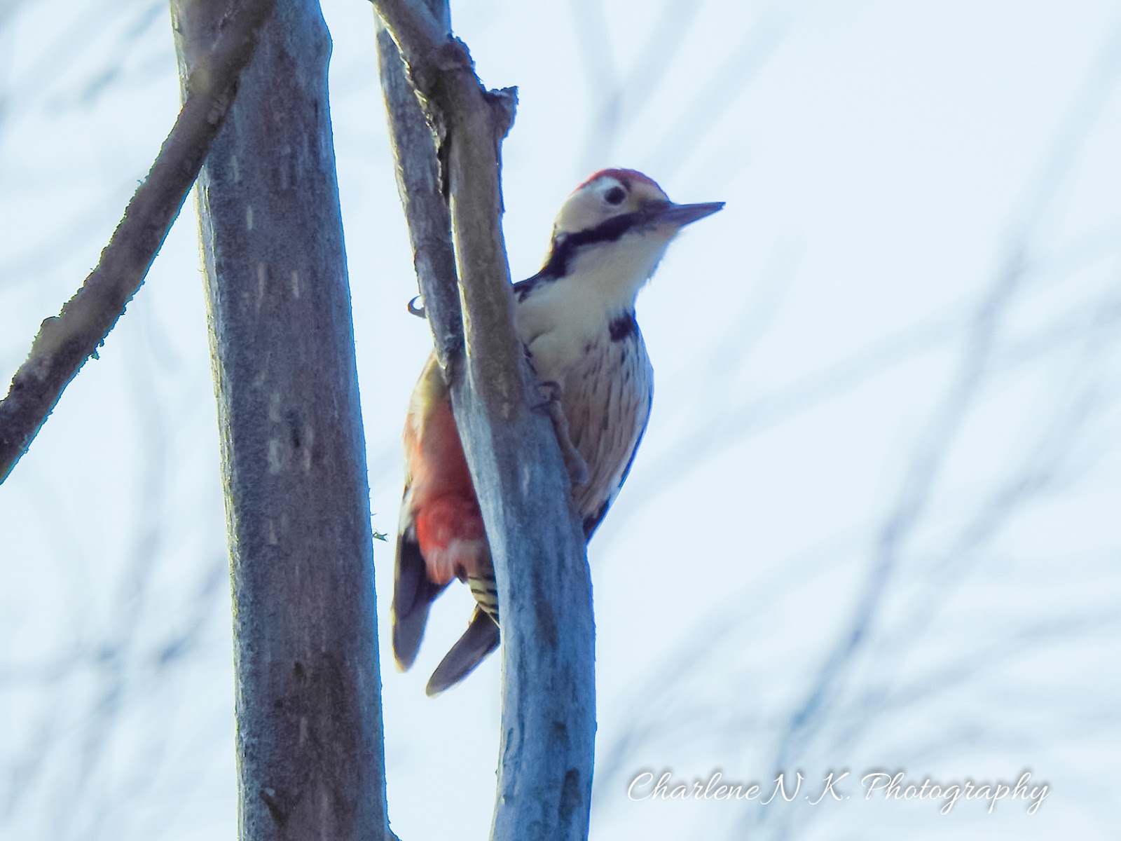 In Quest of a Scarce Bird |Blissful Solitary Wanderings