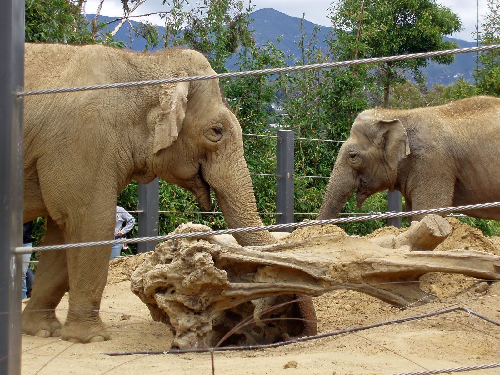 Santa Barbara Sights and Events: Santa Barbara Zoo