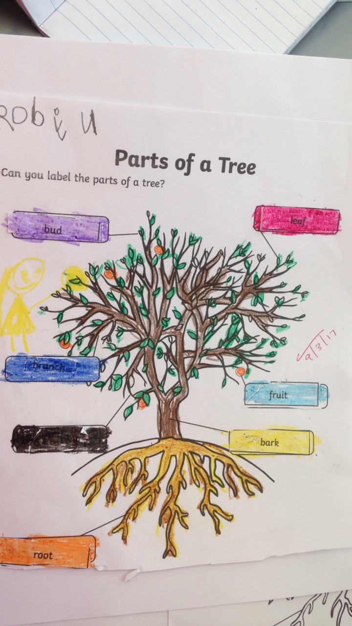 Discover Primary Science Award: The importance of roots - Junior Infants