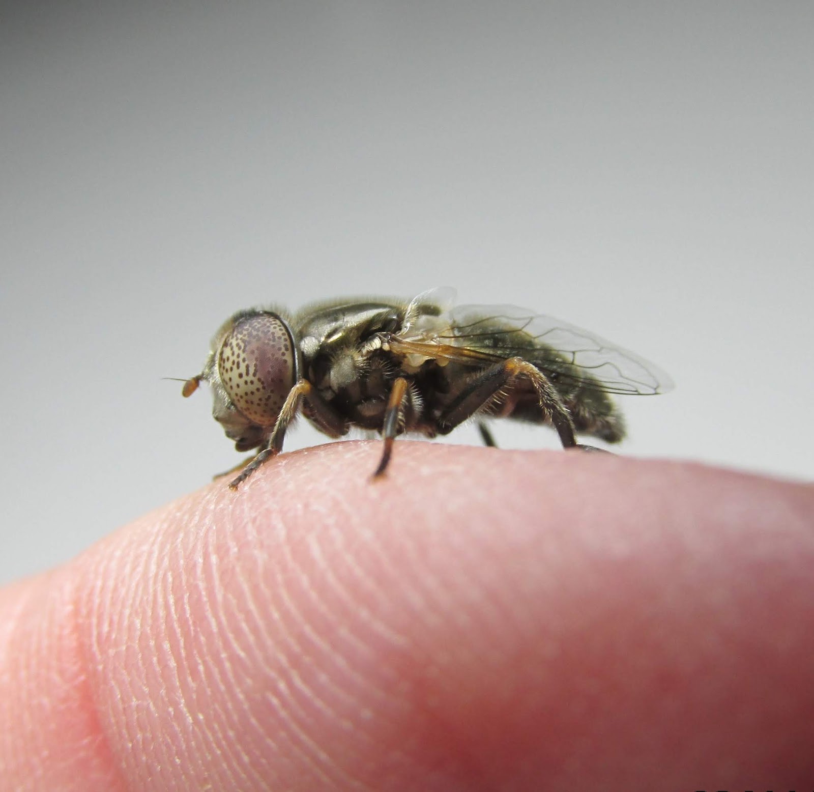 Insectos y flores de Coín: MOSCAS DE COIN