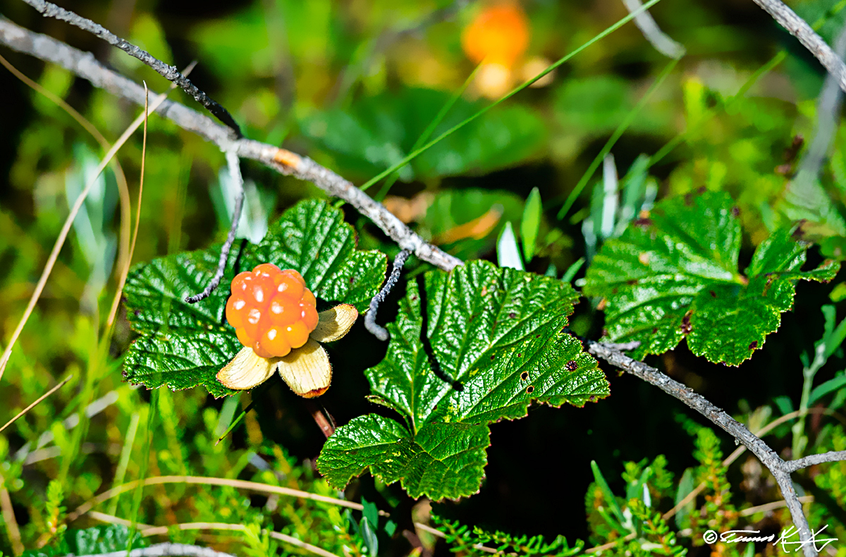 Rantakurun kennelin kuvablogi: Hilla, lakka eli suomuurain (Rubus ...