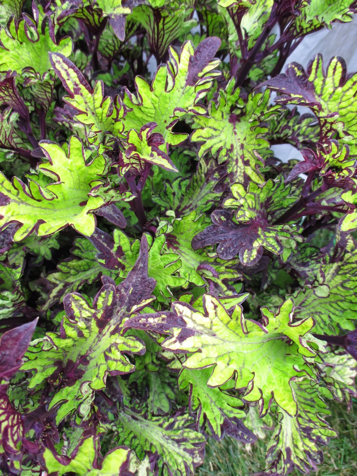 Rotary Botanical Gardens - Hort Blog: Main Street Coleus - WOW!