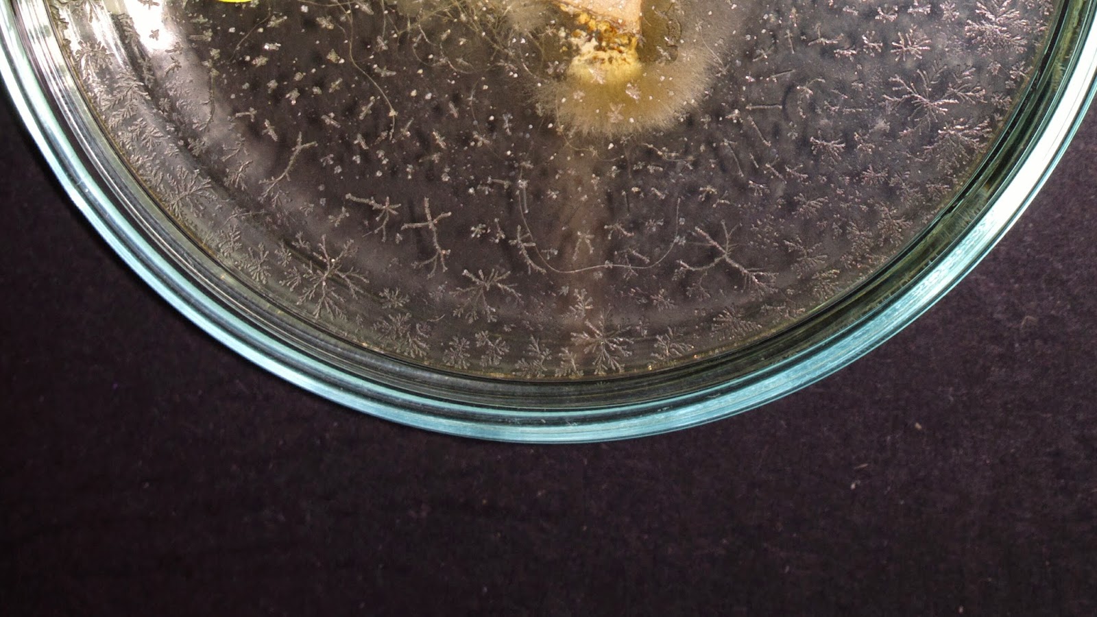 Candida albicans pe mediu de cultura sabouraud cu probe de piele cu ...