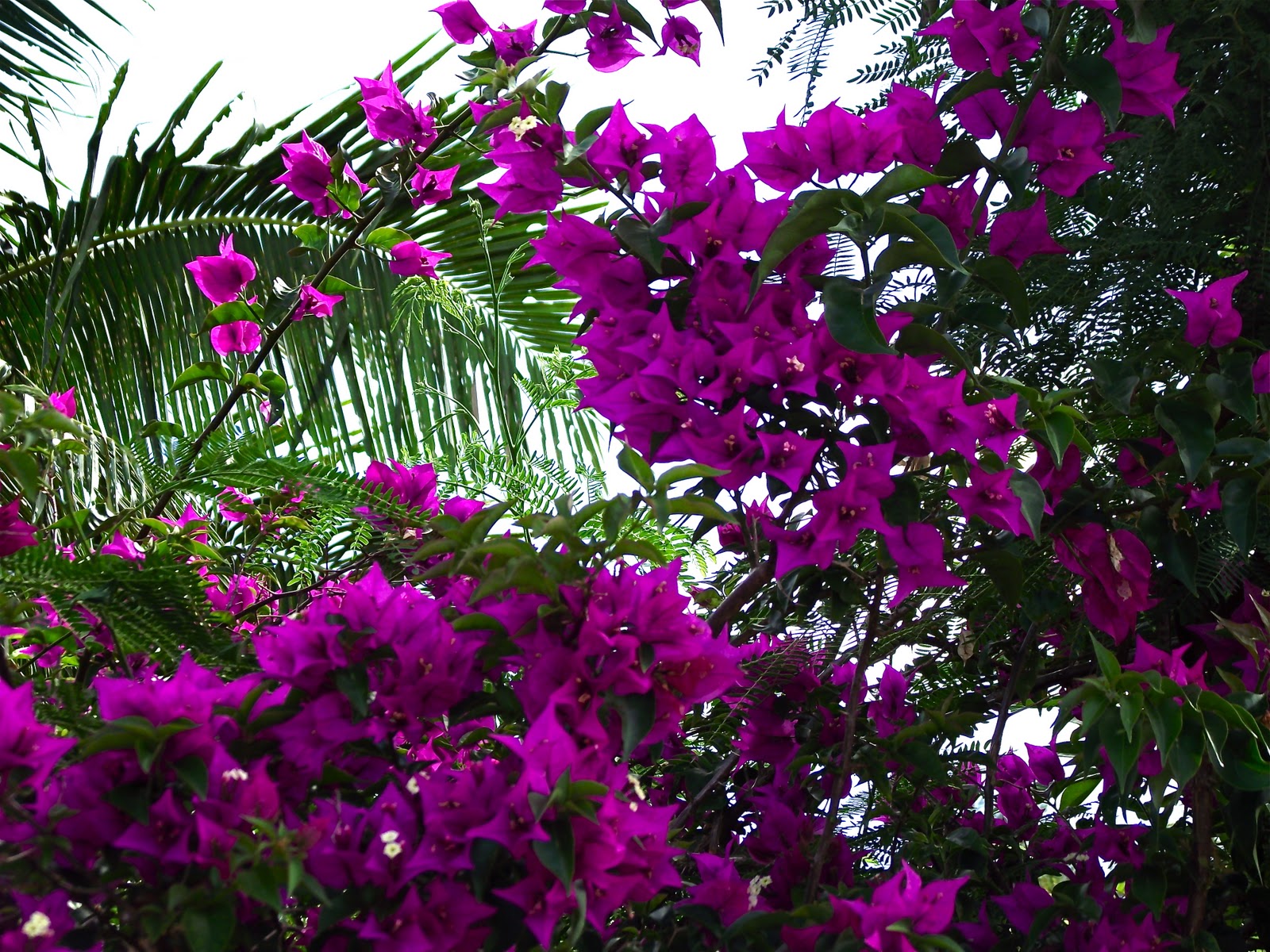 Adventures in the South Pacific: Christmas In Tonga