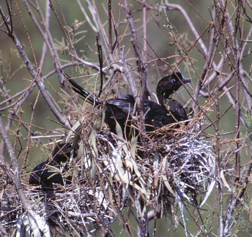 Pygmy Cormorant - Microcarbo pygmaeus - Birds of the World