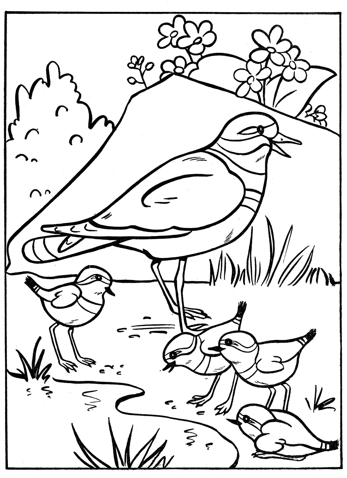 Desenhos para Colorir Pássaros - Desenhos Para Colorir