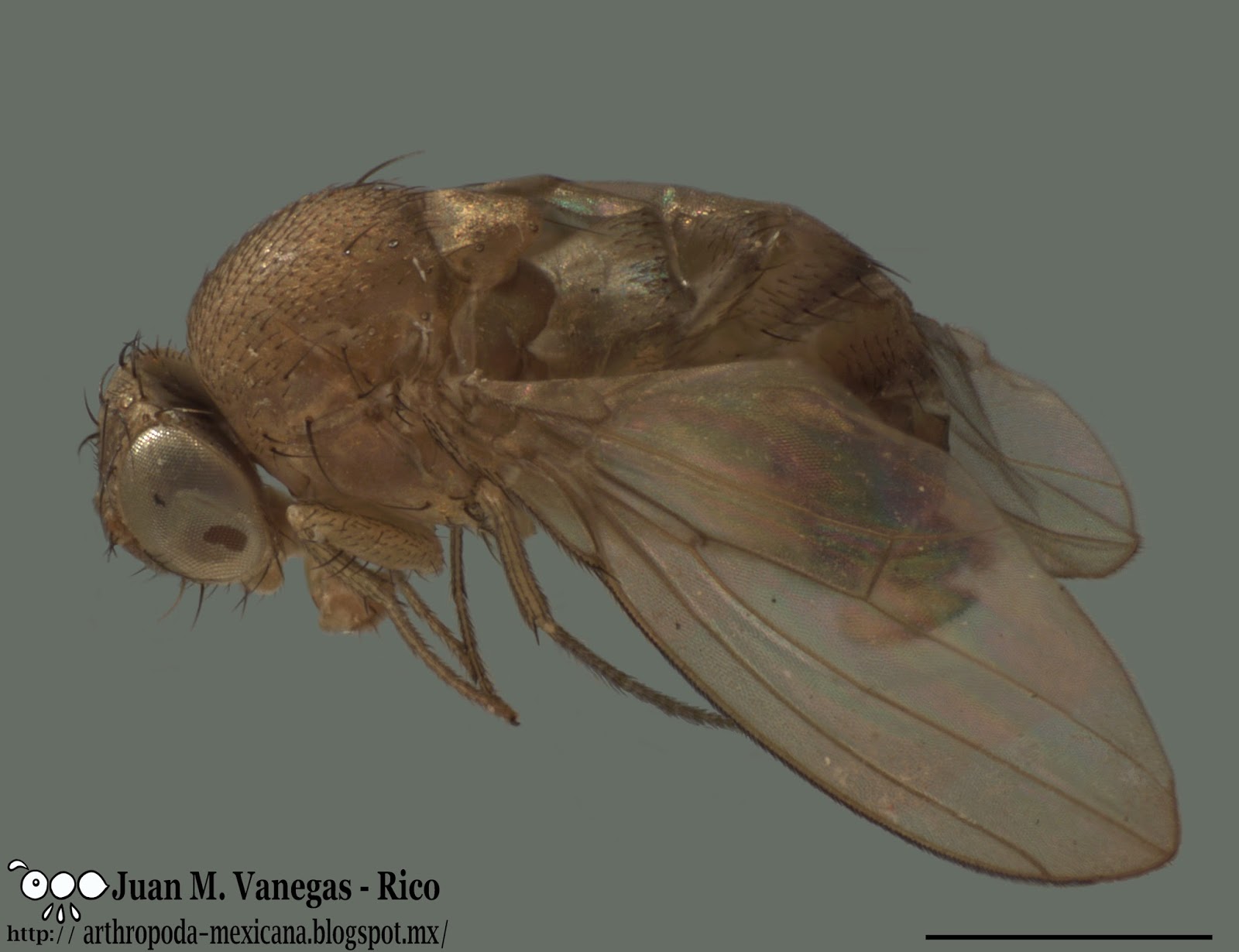 ARTHROPODA MEXICANA: Drosophila suzukii Matsumura