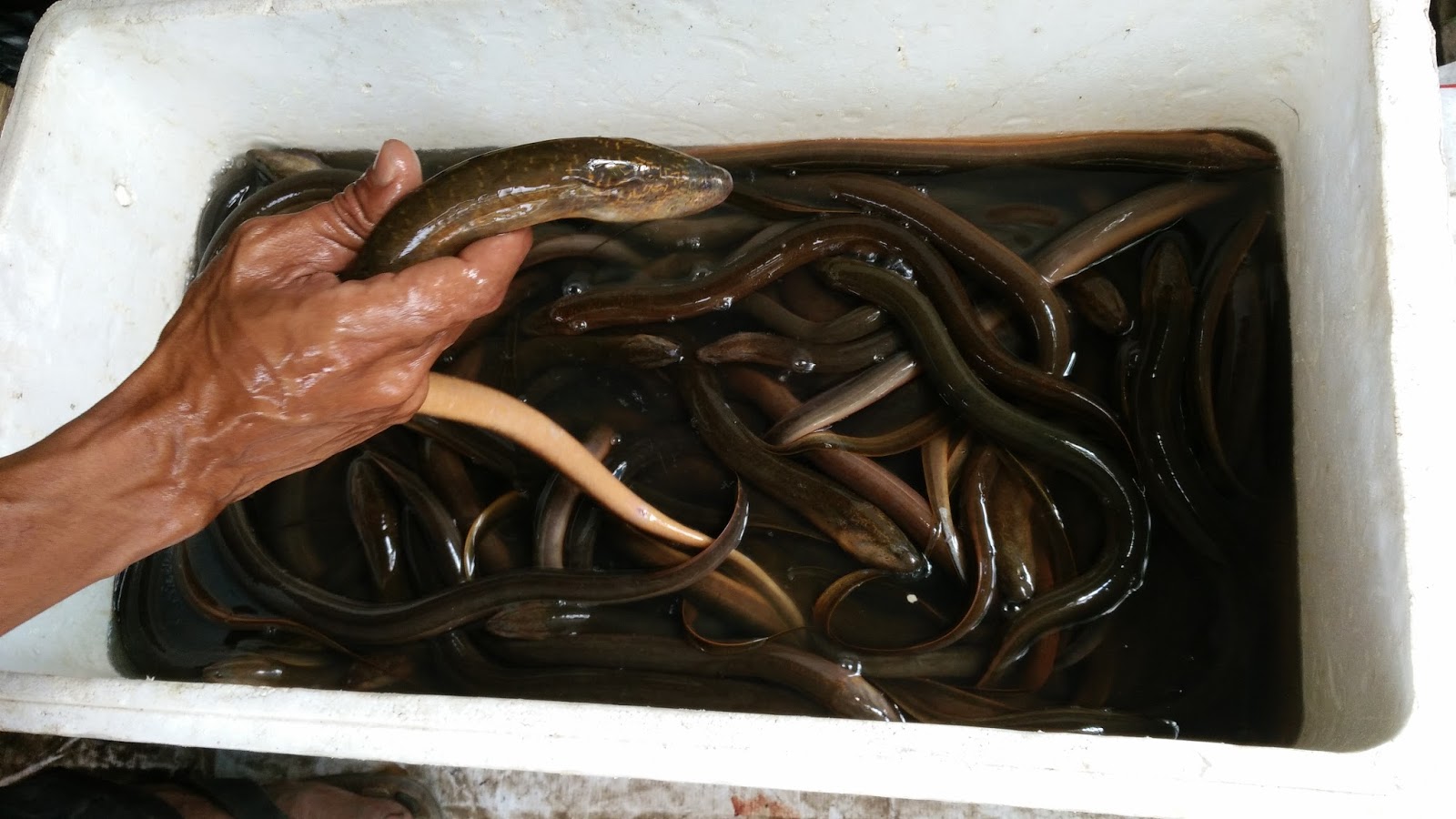 Cara Budidaya Belut Dengan Menggunakan Media Drum, Kolam Terpal dan ...