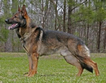 Big German Shepherds: European German Shepherd Vs American