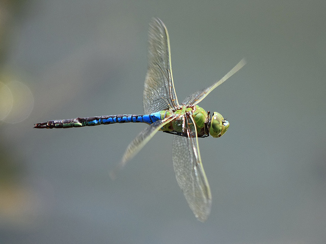Dragonfly Delight: A Life Cycle in Superb Macrophotography | The Ark In ...