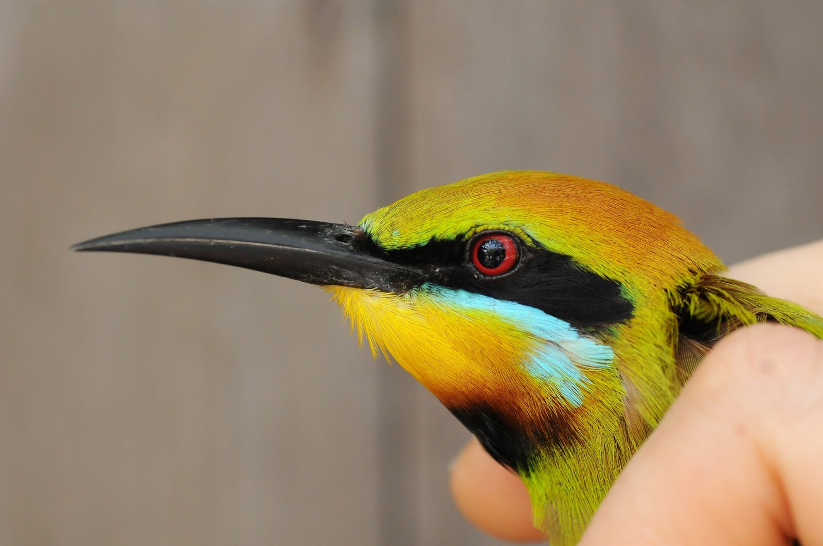 Herdsman Lake Bird Banding Group: Bee-eaters have arrived