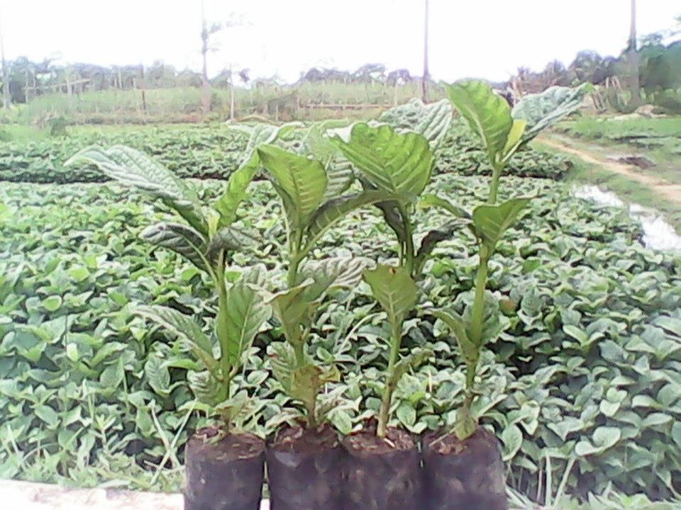 BIBIT JABON PALEMBANG: Jual Bibit Jabon Palembang