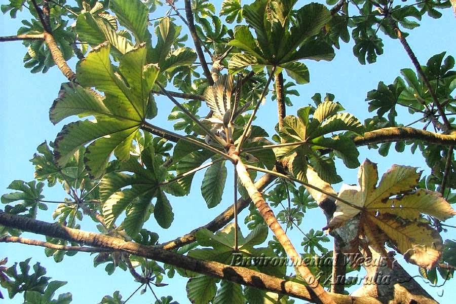 Olodumare: Hierbas de Shango