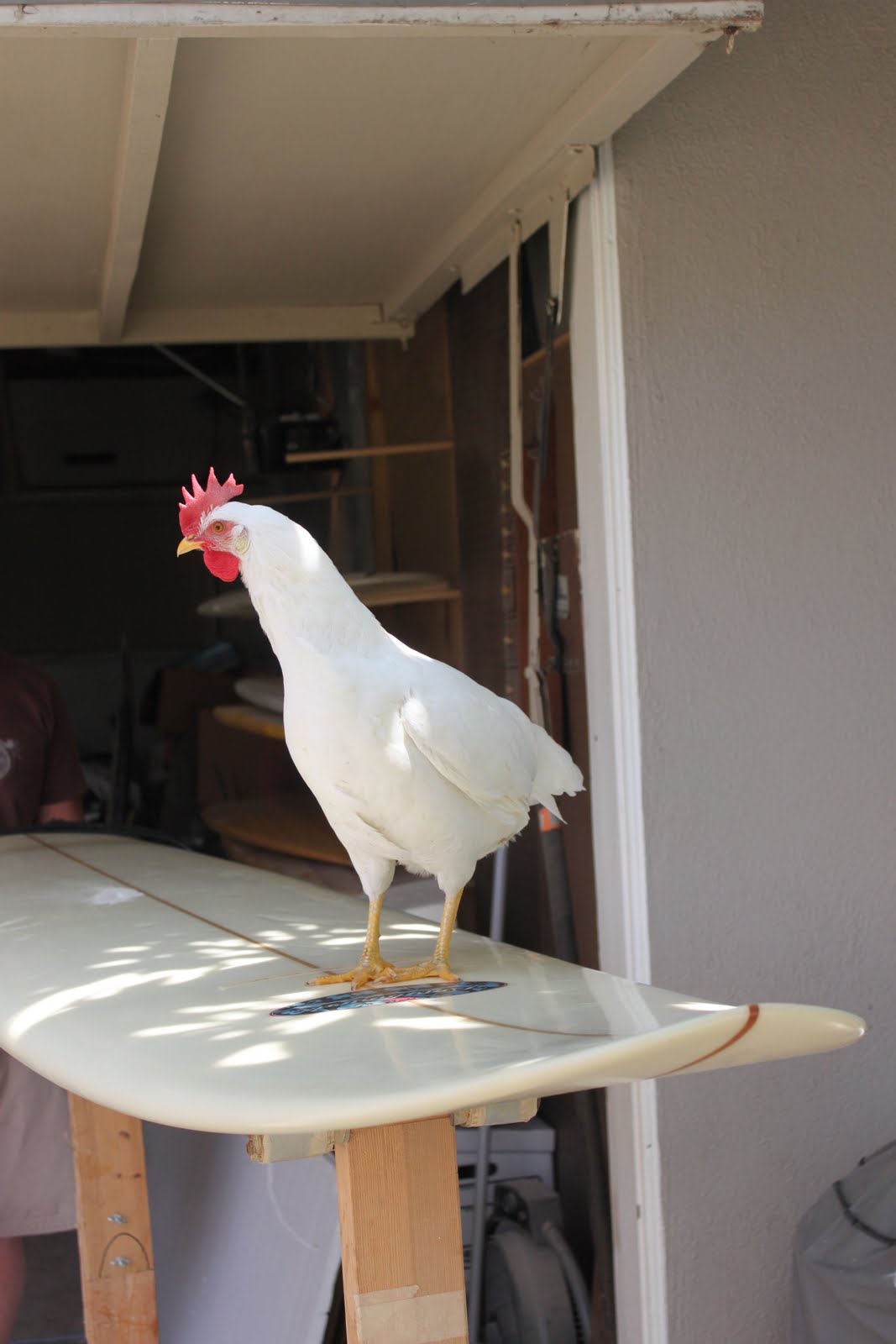 yellow whistle: we have eggs + a surfing chicken