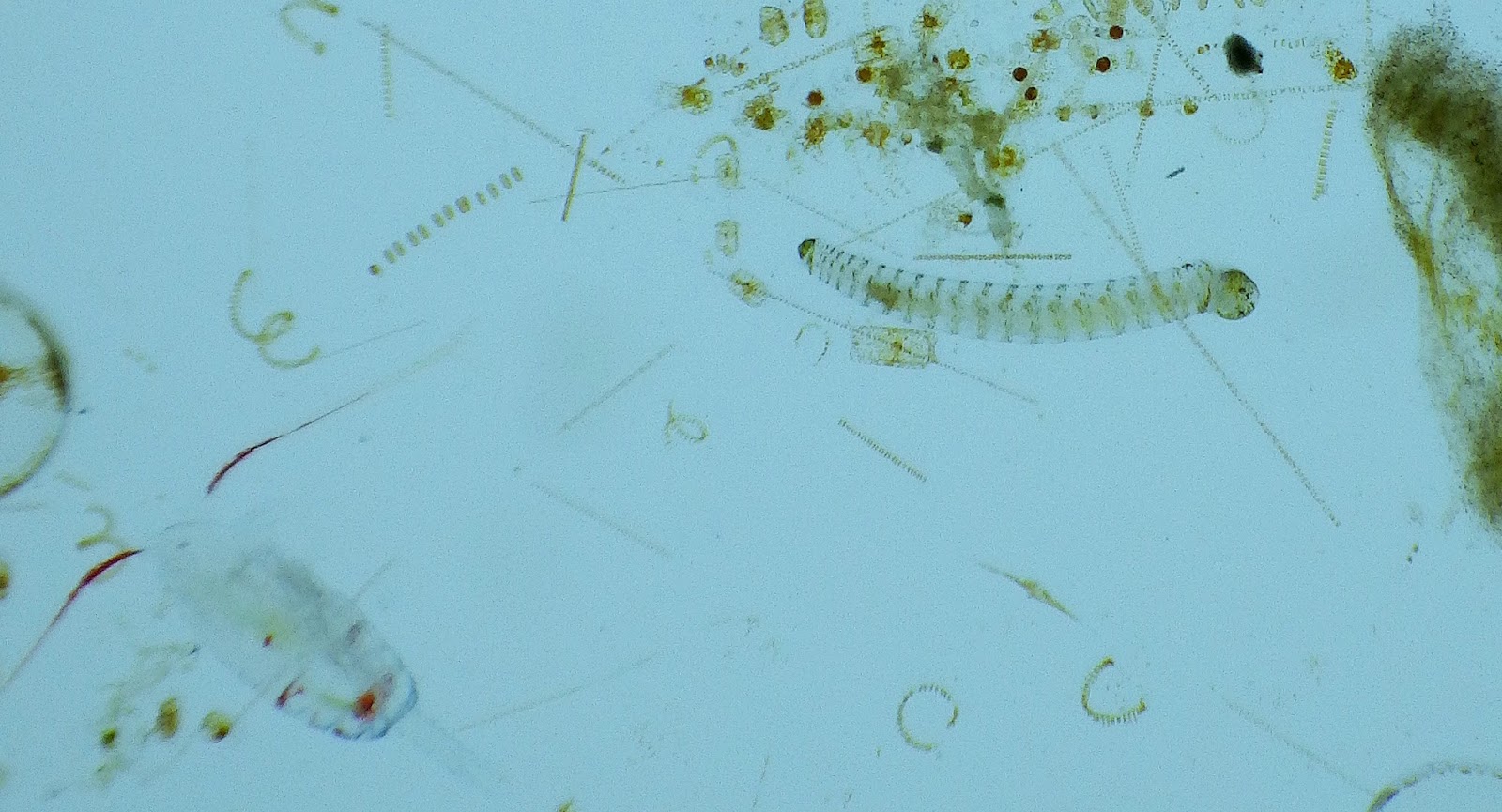 Buzz's Marine Life of Puget Sound: LATE SUMMER PLANKTON