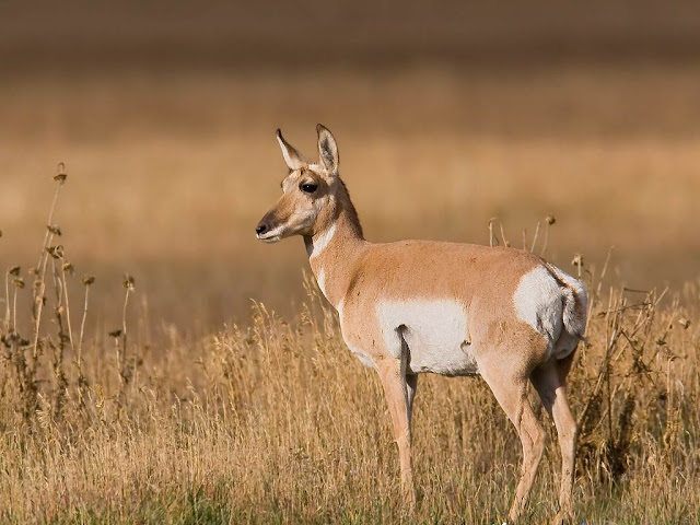 Antelope | The Biggest Animals Kingdom