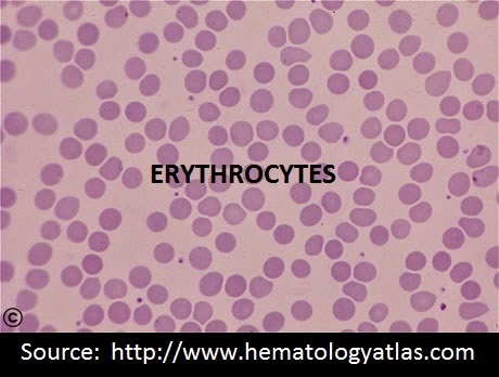 Lab Atlas: Erythrocytes