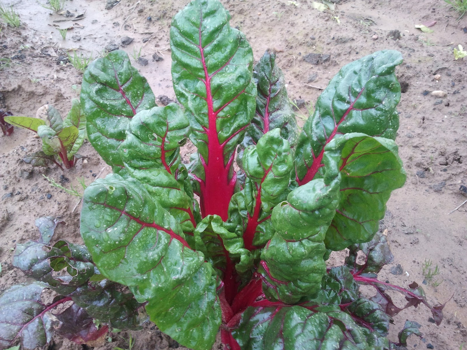 Faenas de la Huerta: La acelga de penca roja.