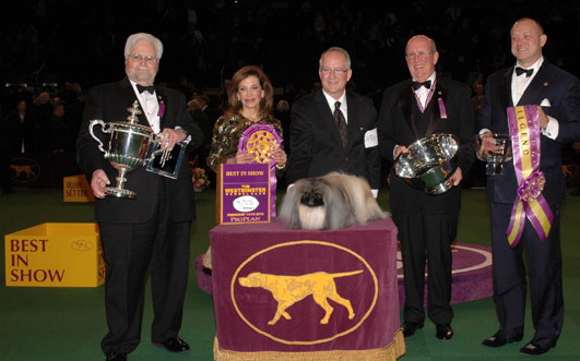 To Dog With Love: Pekingese Malachy is Top Dog at Westminster