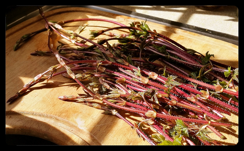 IrishBeerHistory: Food: Recipe - Pickled Hop Shoots