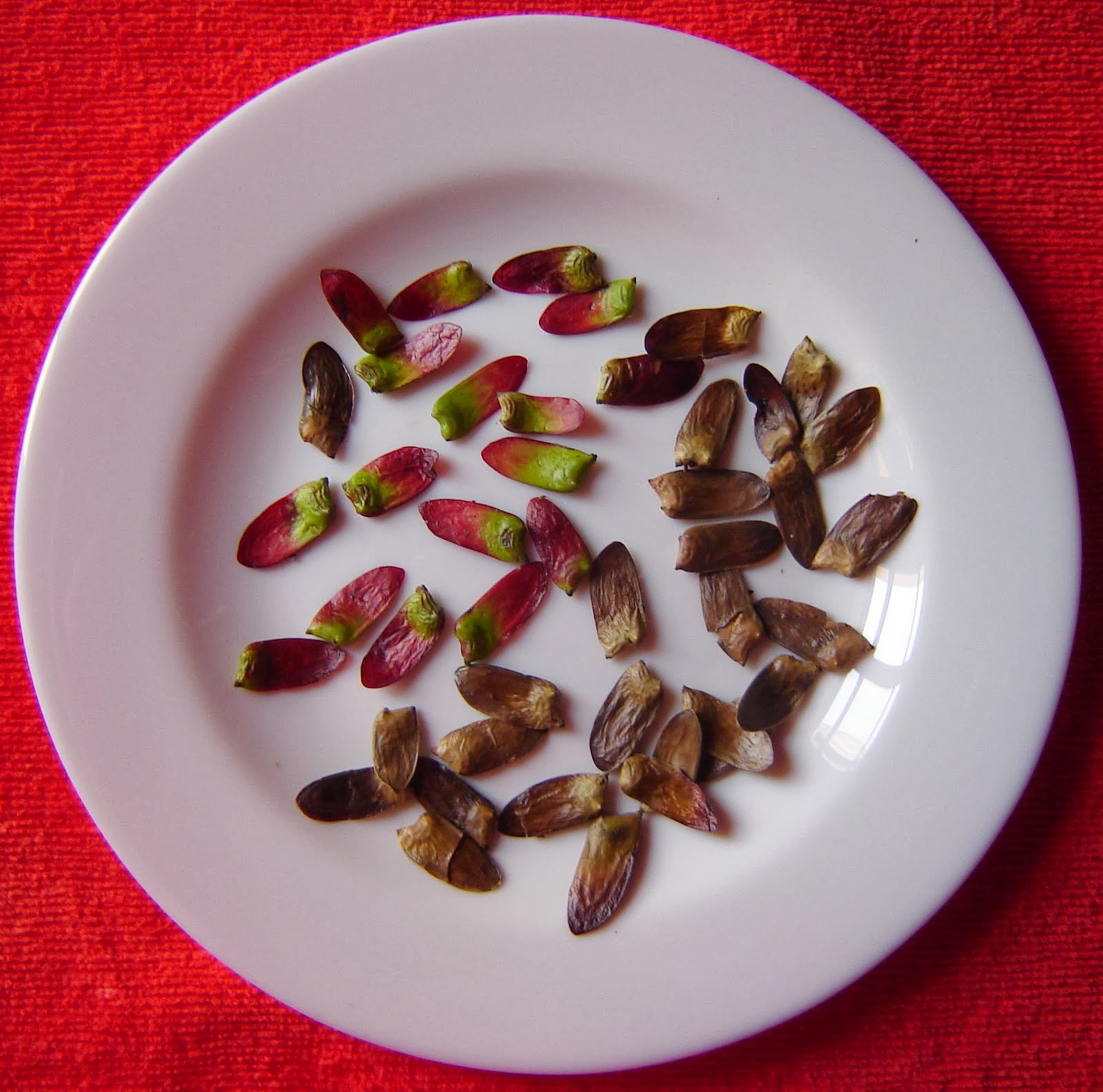 v e r d e c h a c o: Quebracho / Quebracho colorado