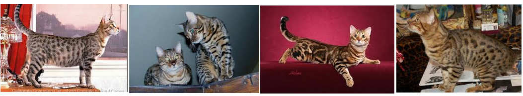 My Life as Nazdar: How to Understand the California Spangled Cat