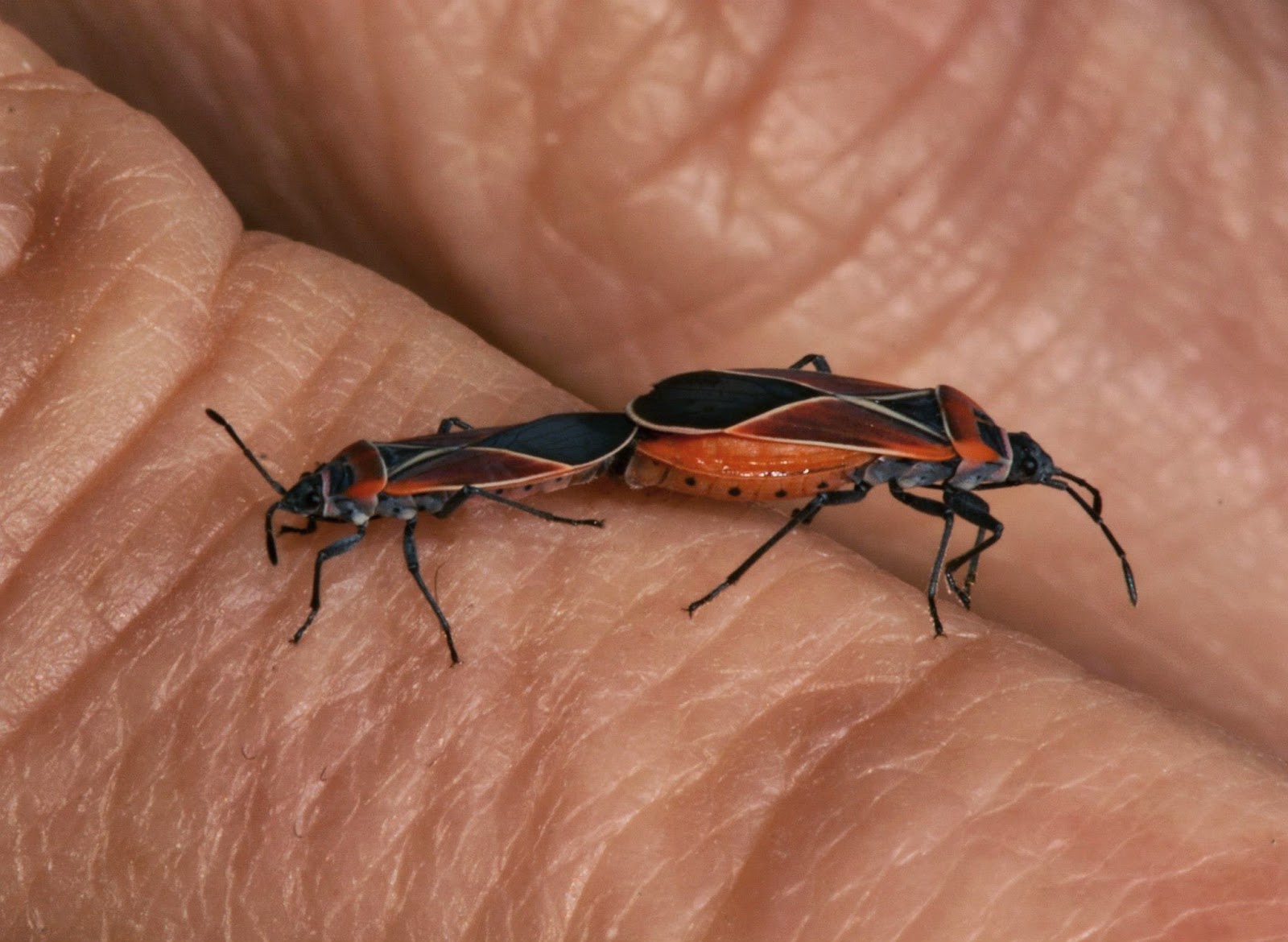 Nature Ramblers: Ramble Report April 16 2015