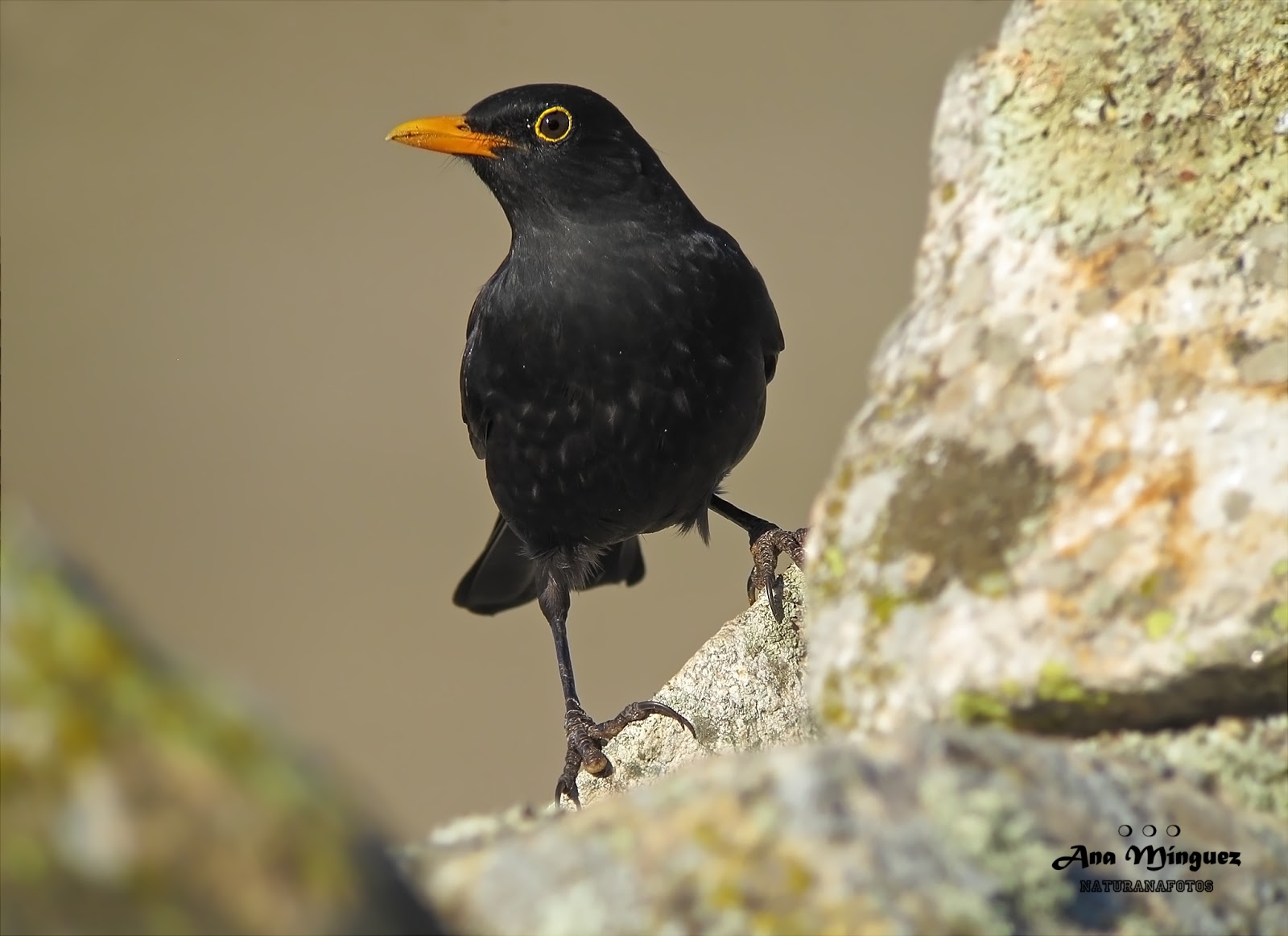 NATURANAFOTOS: Mirlos y Mirlas