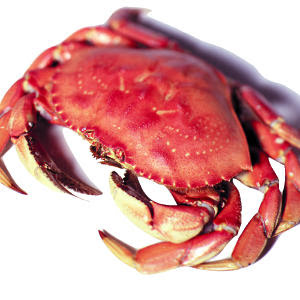 Bitch 'n The Kitchen: Getting Crabby