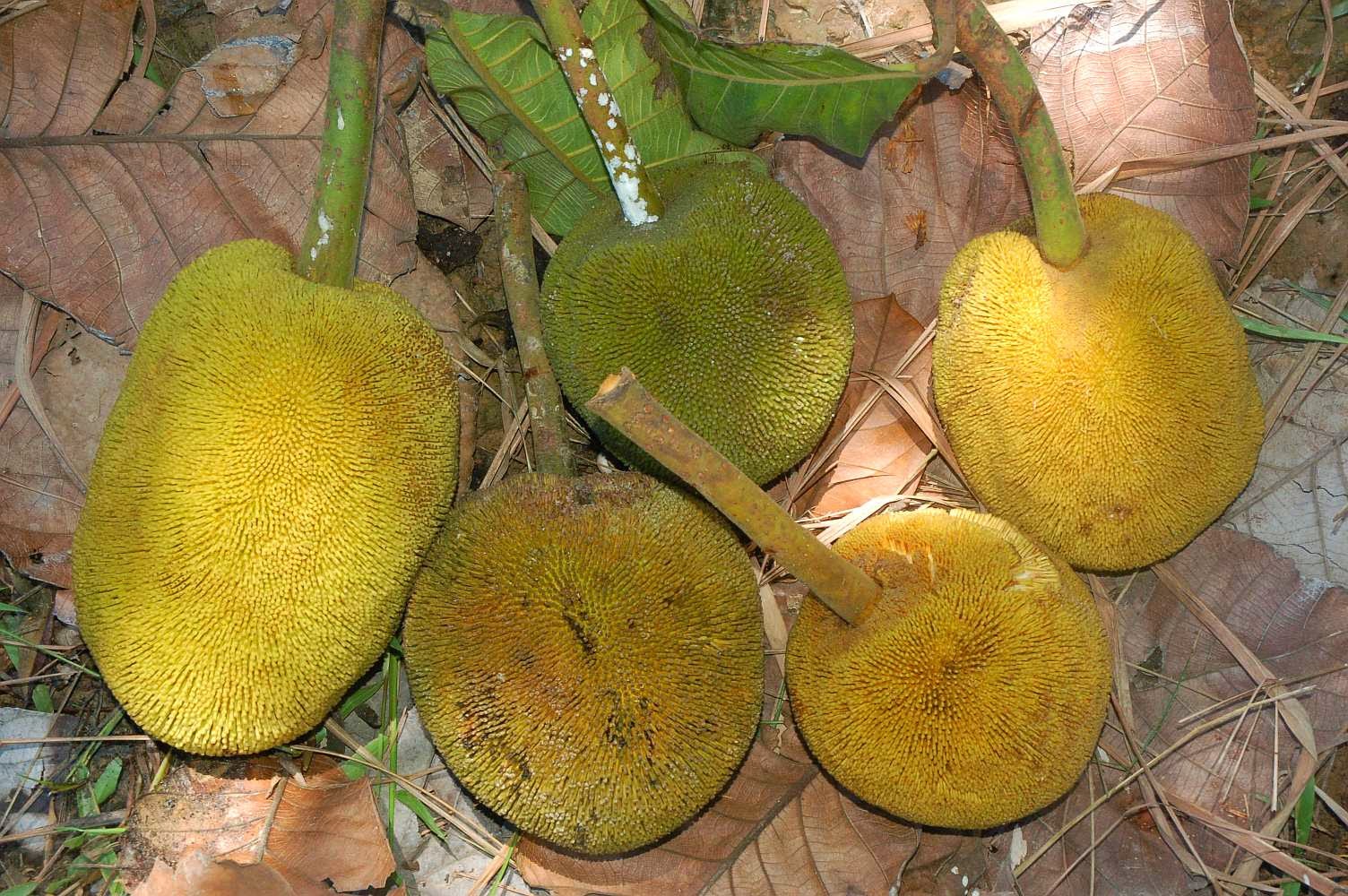 North Borneo - Sabah - East Malaysia - Month of August - Lot of ...