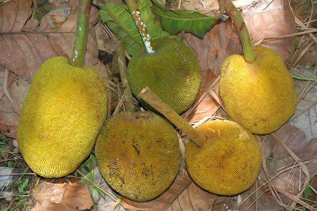 North Borneo - Sabah - East Malaysia - Month of August - Lot of ...