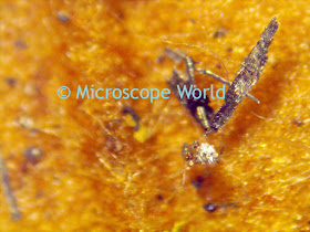 Microscope World Blog: October 2012
