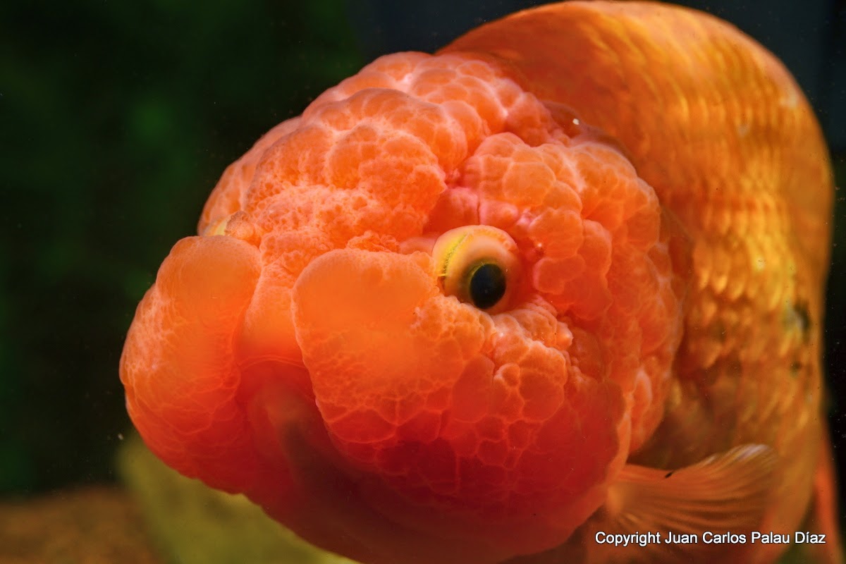 EL GOLDFISH O PECES ROJOS Y CÍA. Juan Carlos Palau Díaz: mayo 2015