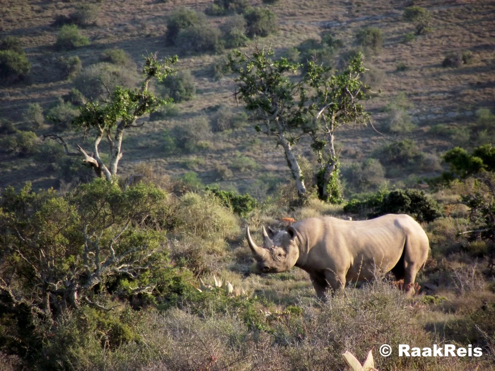 Raakreis: Die Groot Vyf