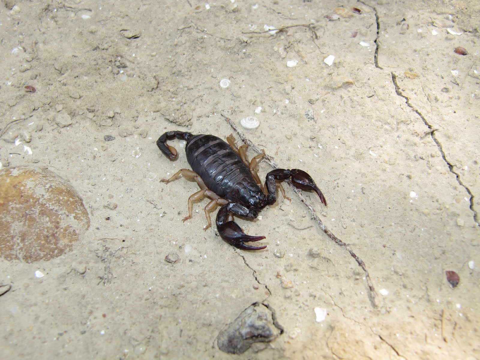 Les mystères de la faune et flore méditerranéenne: Le scorpion noir à ...