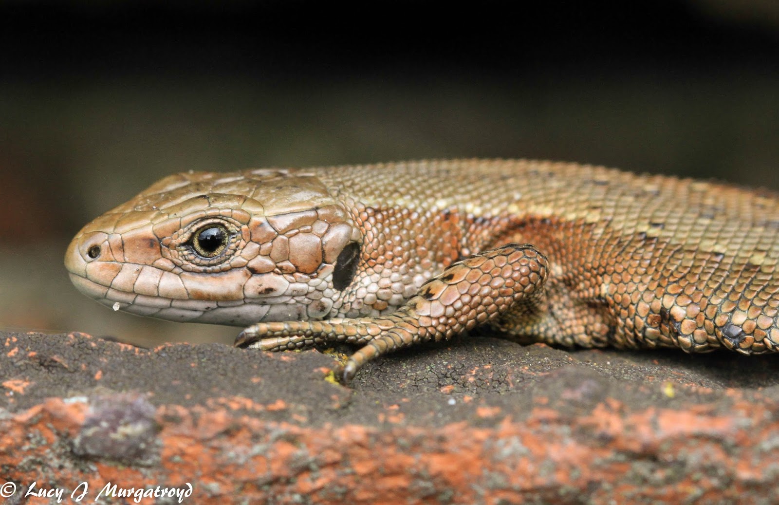 Lower Derwent Valley National Nature Reserve: 15/03/17 - Lizards, frogs ...