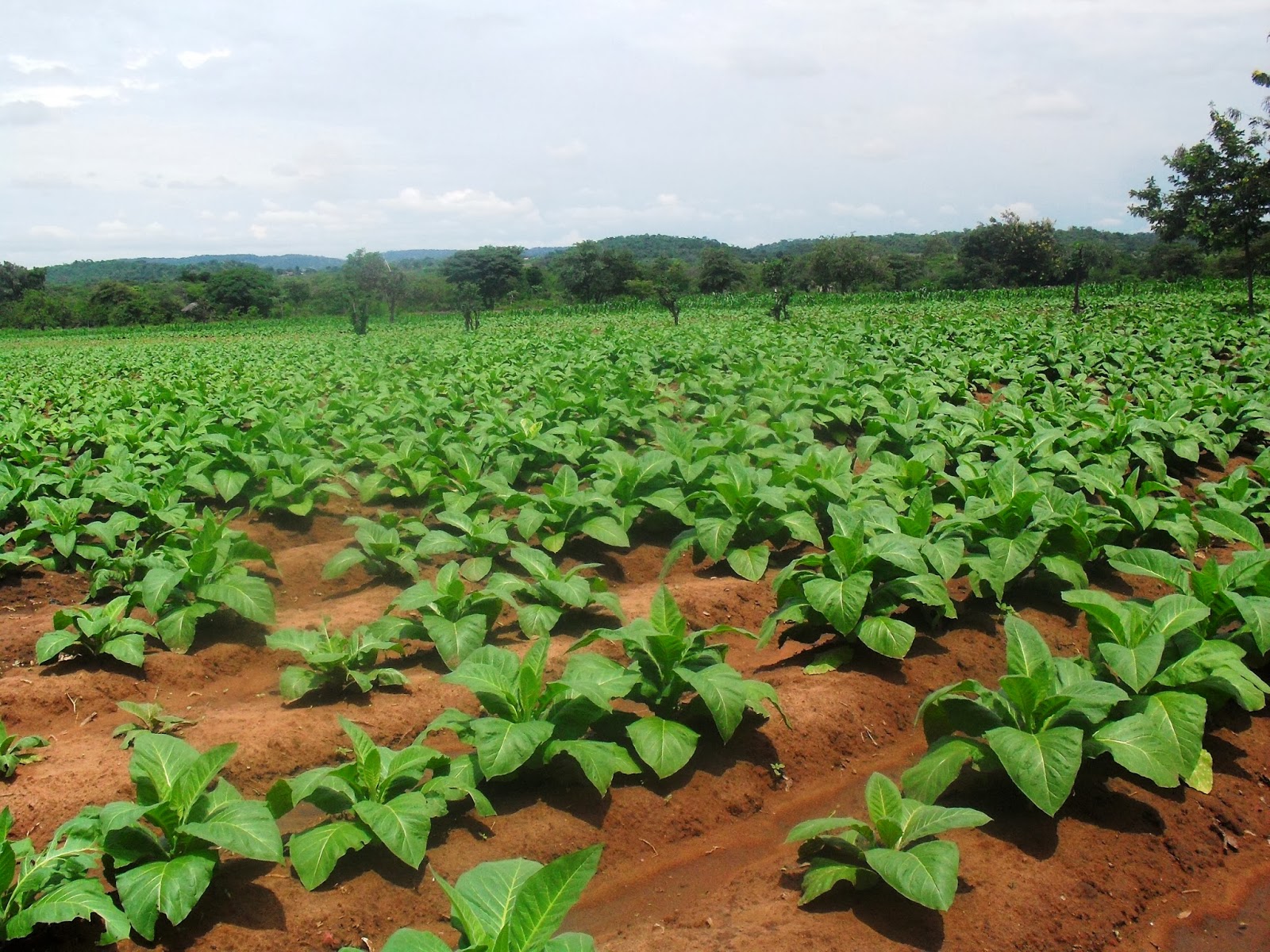 Tabora Watch: DC SIKONGE AONYA MAKAMPUNI YANAYOCHELEWESHA MALIPO YA ...