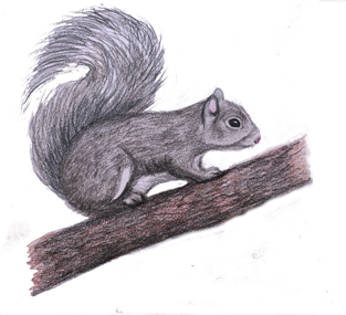 drawing on the natural world: January 2016