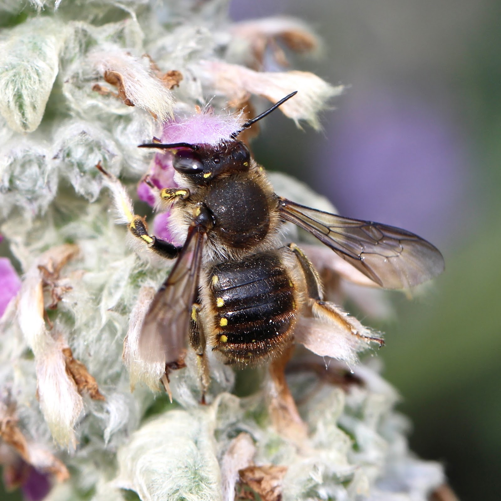 TrogTrogBlog: Bee of the week - Wool-carder bee