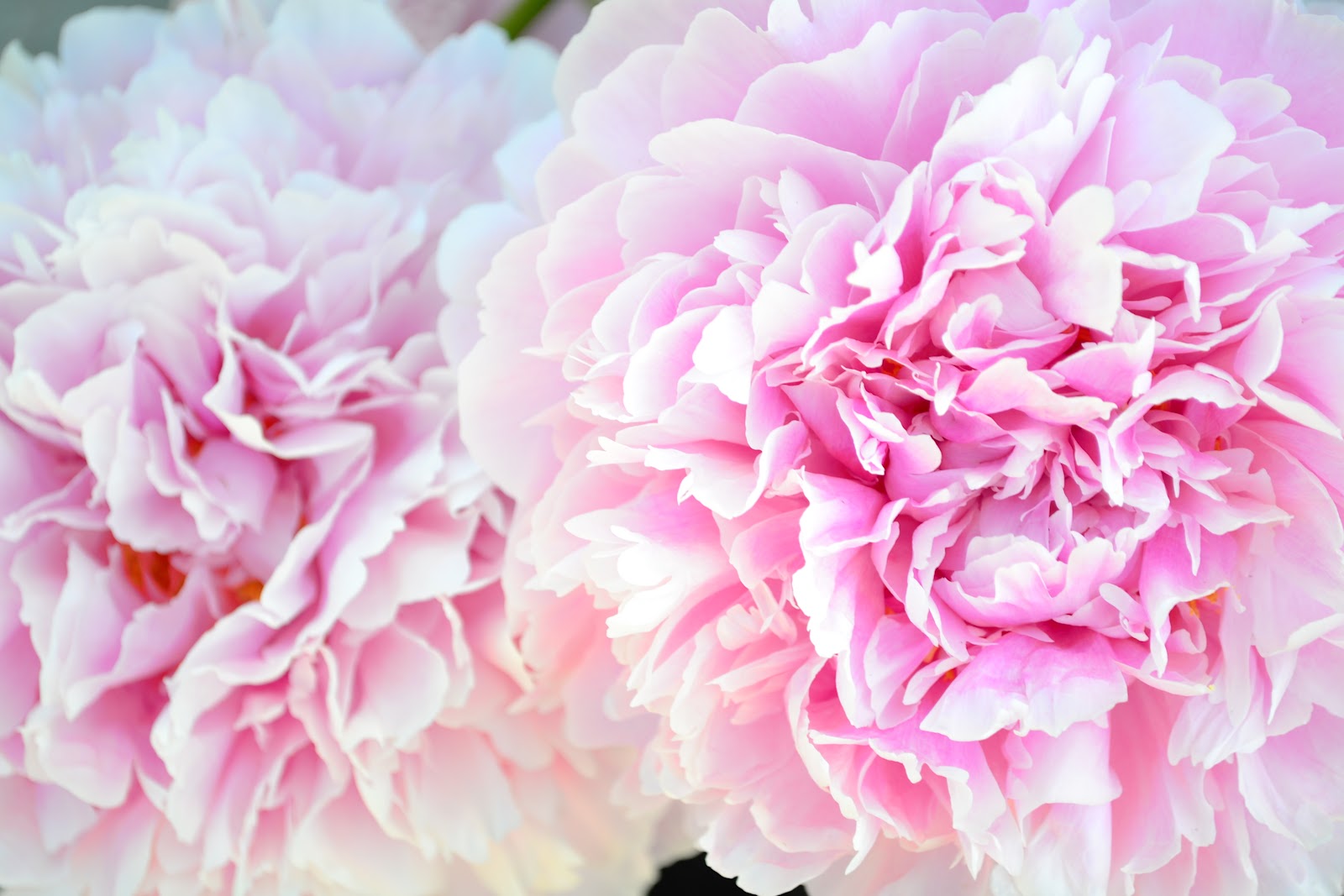 Jennelise: Summer Florals