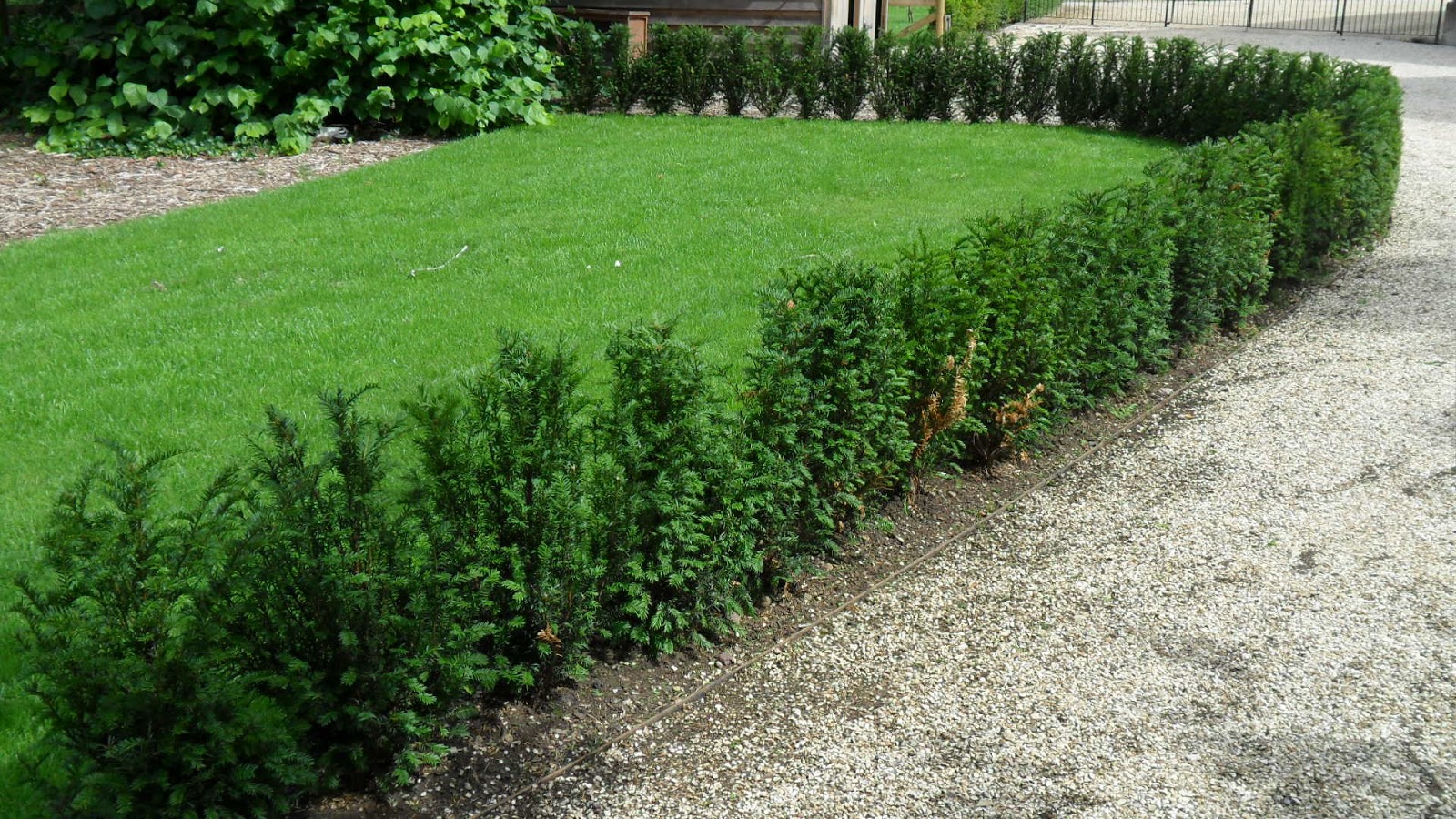Yew Hedge