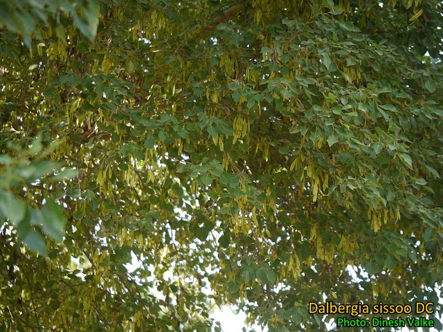 Medicinal Plants: Dalbergia sissoo, Indian rosewood, Shinshapa, Irugudu ...