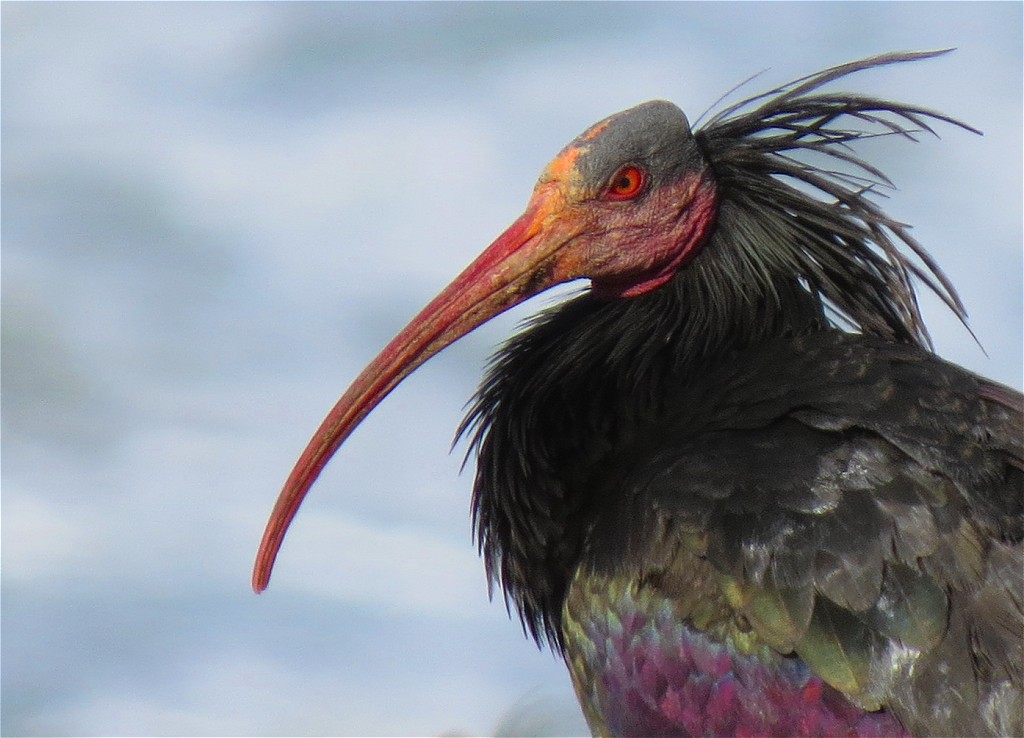 The Natural Stone: Western High Atlas and Sous Massa