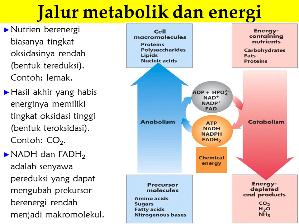 KOMUNITAS PENYULUH PERIKANAN: BIOENERGETIK NUTRISI PADA IKAN